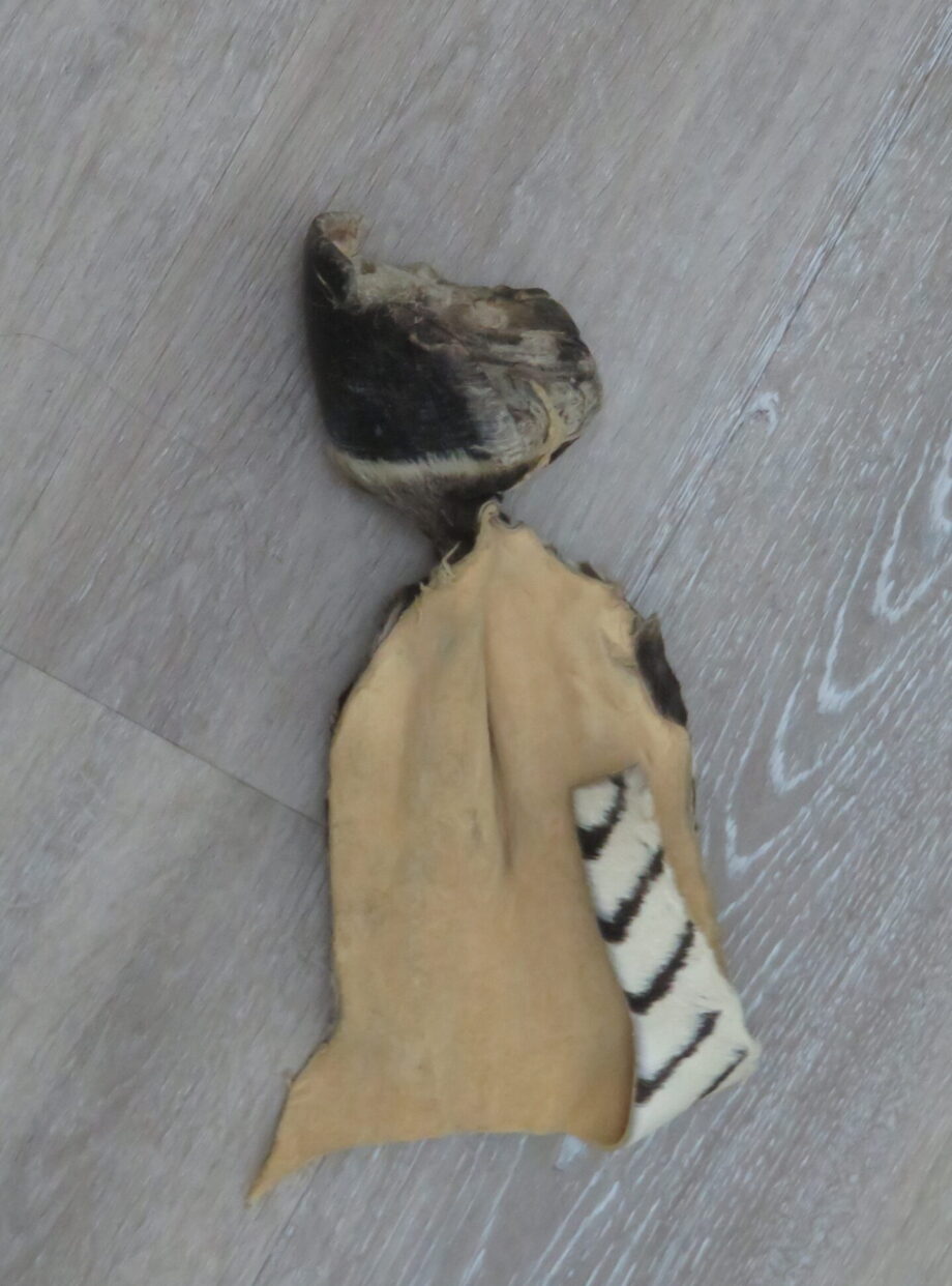 Zebra Hoof taxidermy for sale. X-148ZE – Mounts For Sale