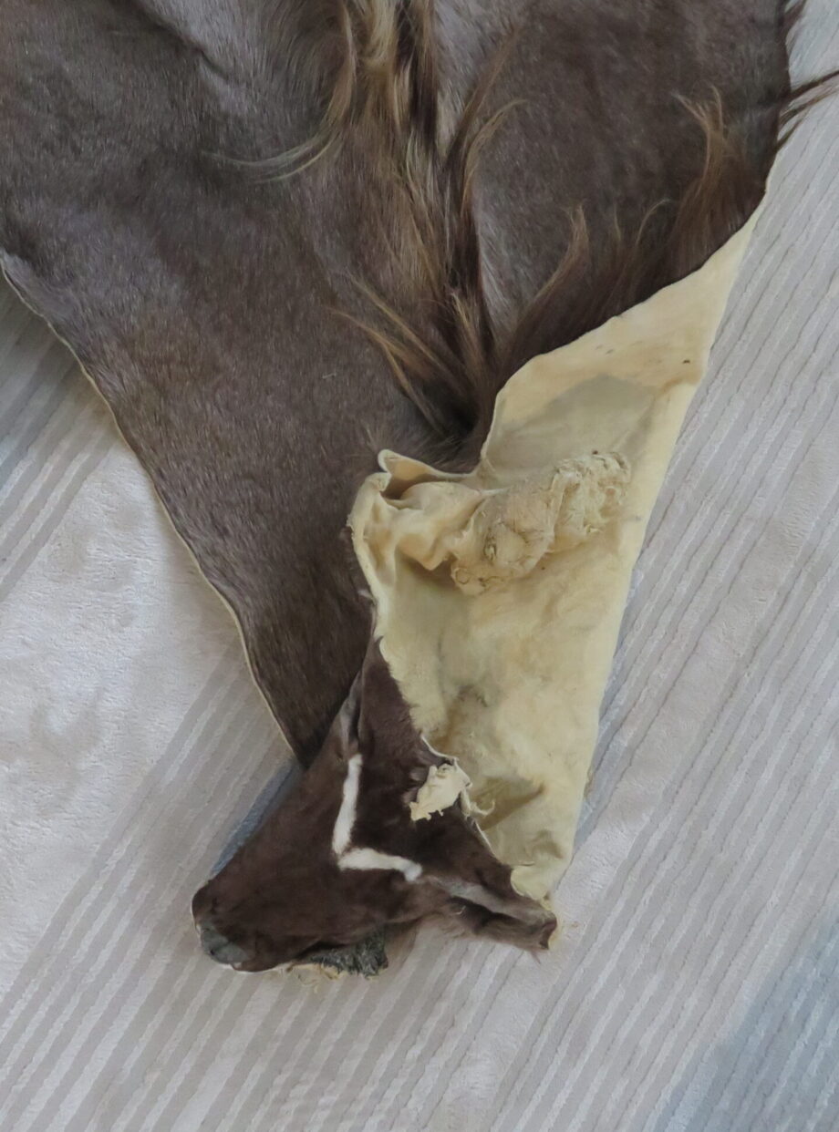 Greater Kudu Tanned skin for sale. X-114KU – Mounts For Sale